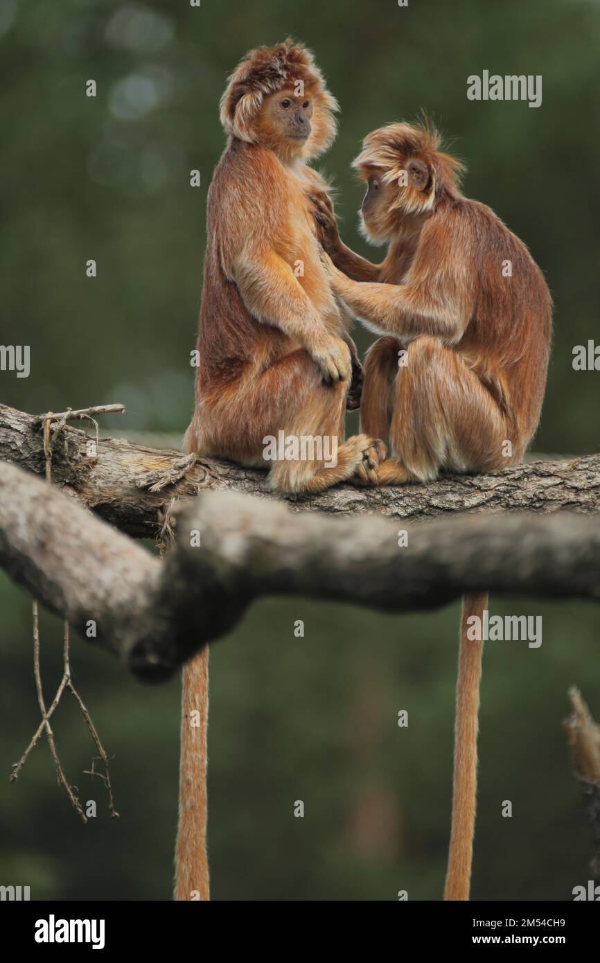 Javan lutung (Trachypithecus auratus), two, adult, grooming, captive ...