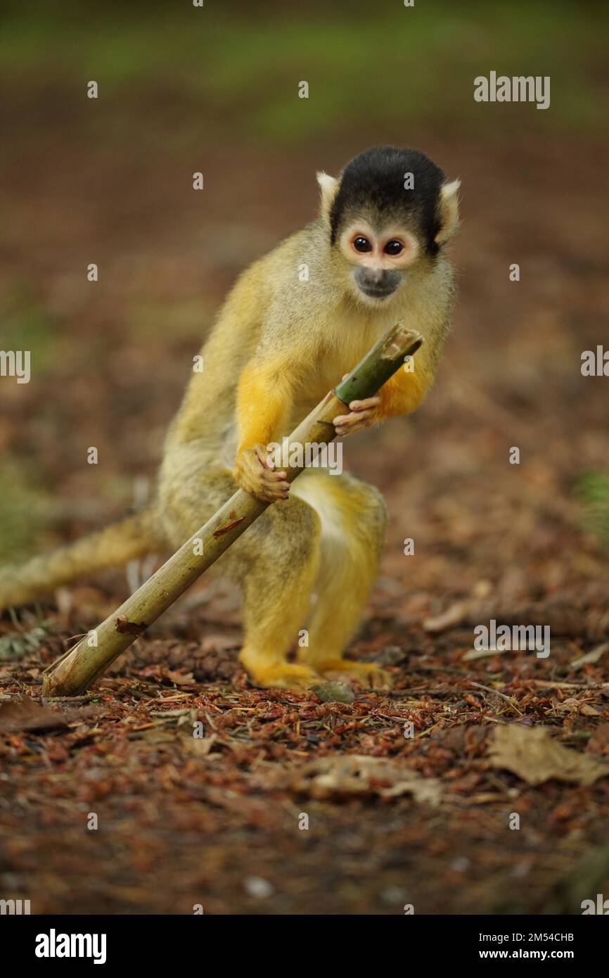 Common squirrel monkey (Saimiri sciureus), juvenile, stick, hold ...