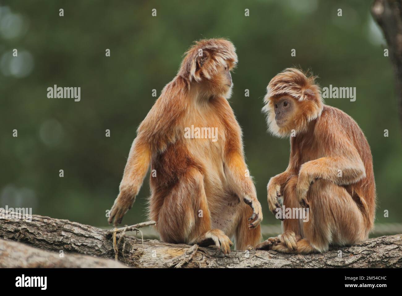 Javan lutung (Trachypithecus auratus), adult, two, captive Stock Photo ...