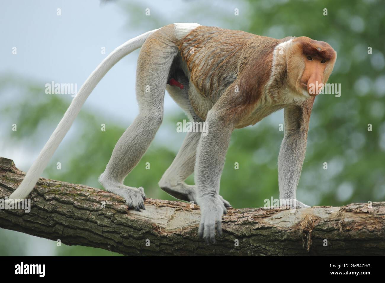 Proboscis monkey (Nasalis larvatus), adult, male, captive Stock Photo ...