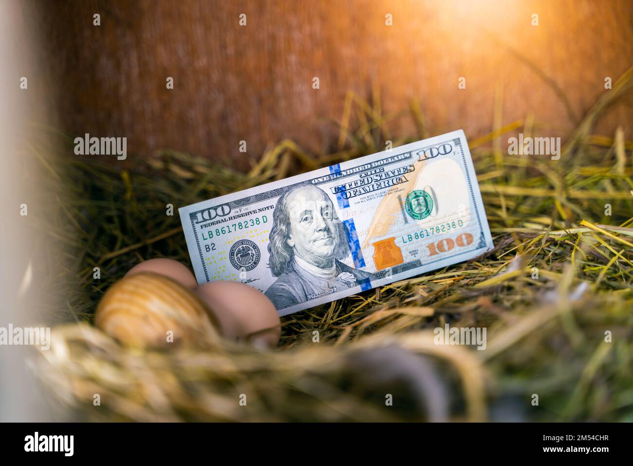 Cash in a chicken nest with homemade eggs close up. One hundred us ...