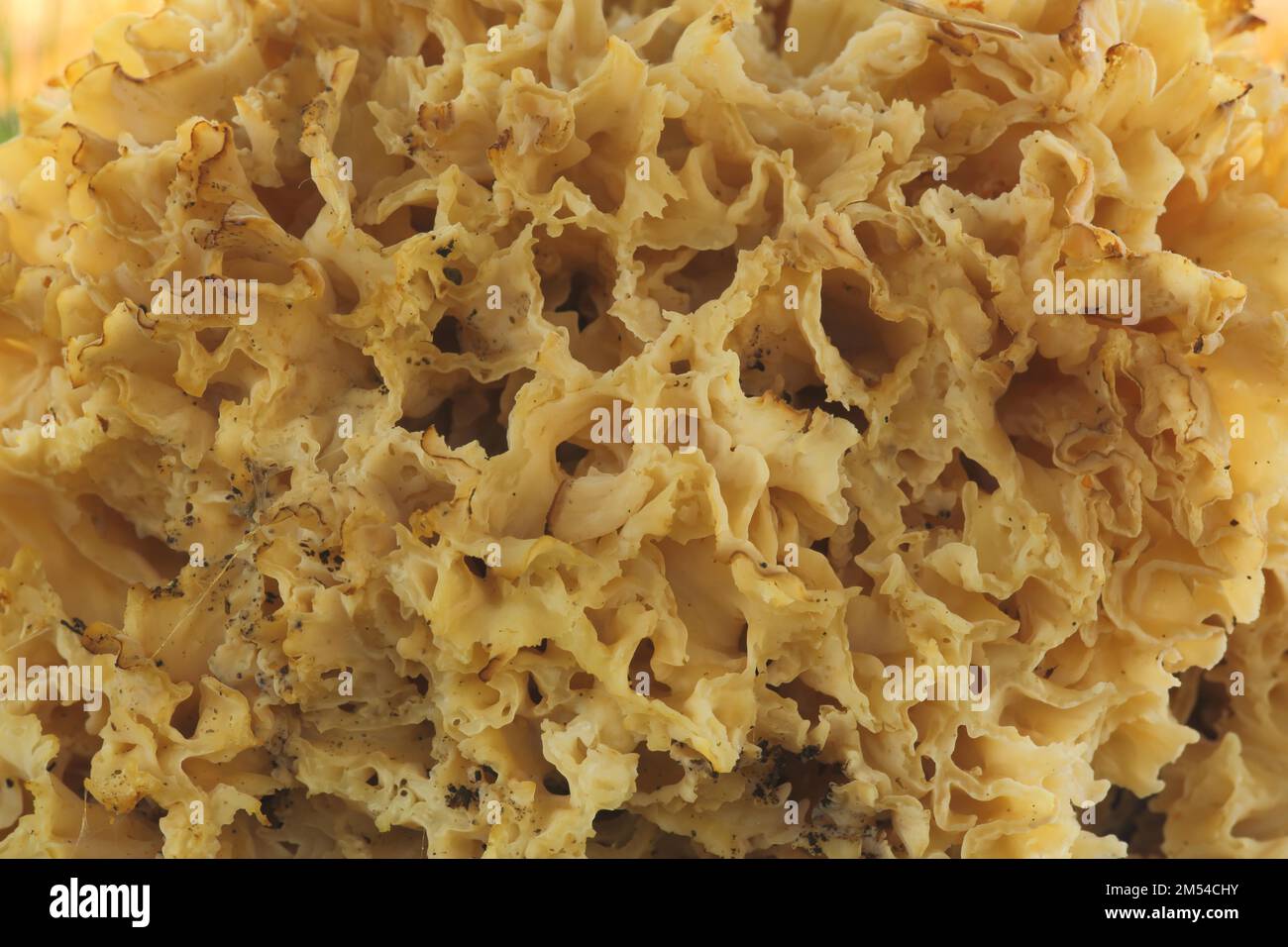 Detail of Detail of Ruffled Hen (Wood Cauliflower crispa), Fat Hen ...