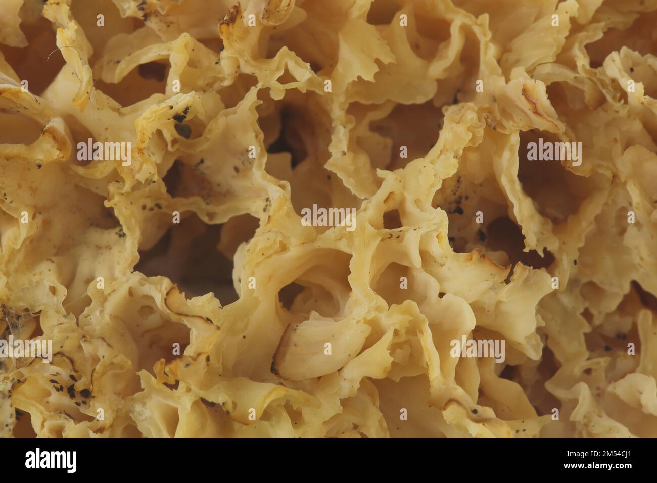 Detail of Detail of Ruffled Hen (Wood Cauliflower crispa), Fat Hen ...