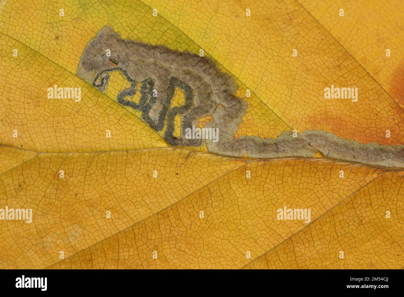 Leaf of copper beech (Fagus sylvatica) with animal figure, nature ...