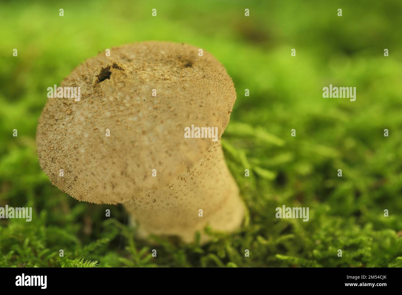 Common puffball (Lycoperdon perlatum), moss, hole, small, Heftrich ...