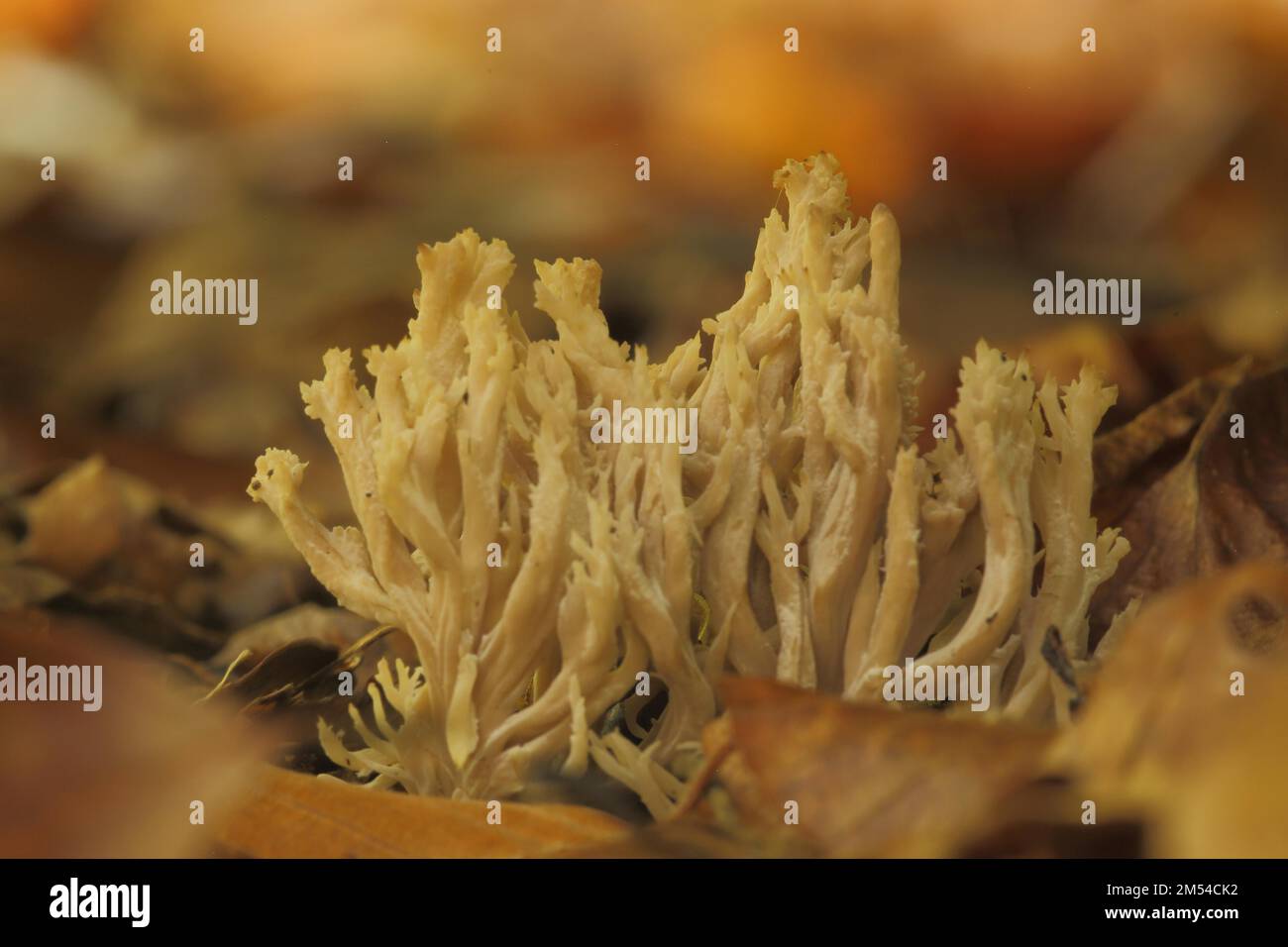 Rich yellow coral (Ramaria lutea), coral, coral, Ramaria, corallike ...