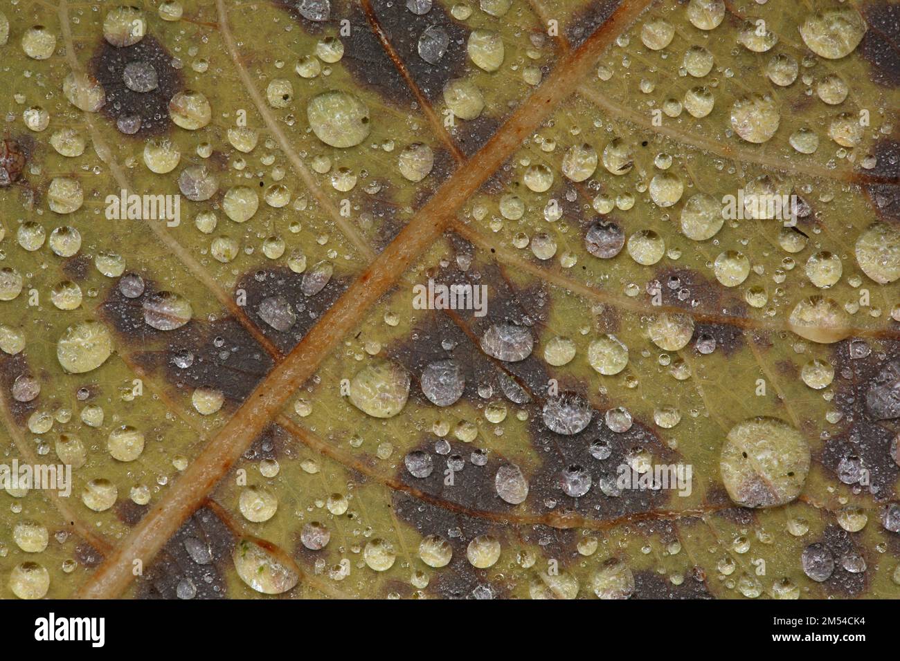 Leaf of black alder (Alnus glutinosa), alder leaf, autumn, leaf veins ...