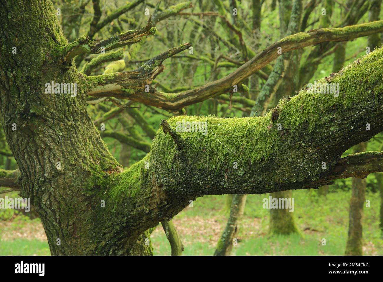 Gnarled tree branch hi-res stock photography and images - Alamy