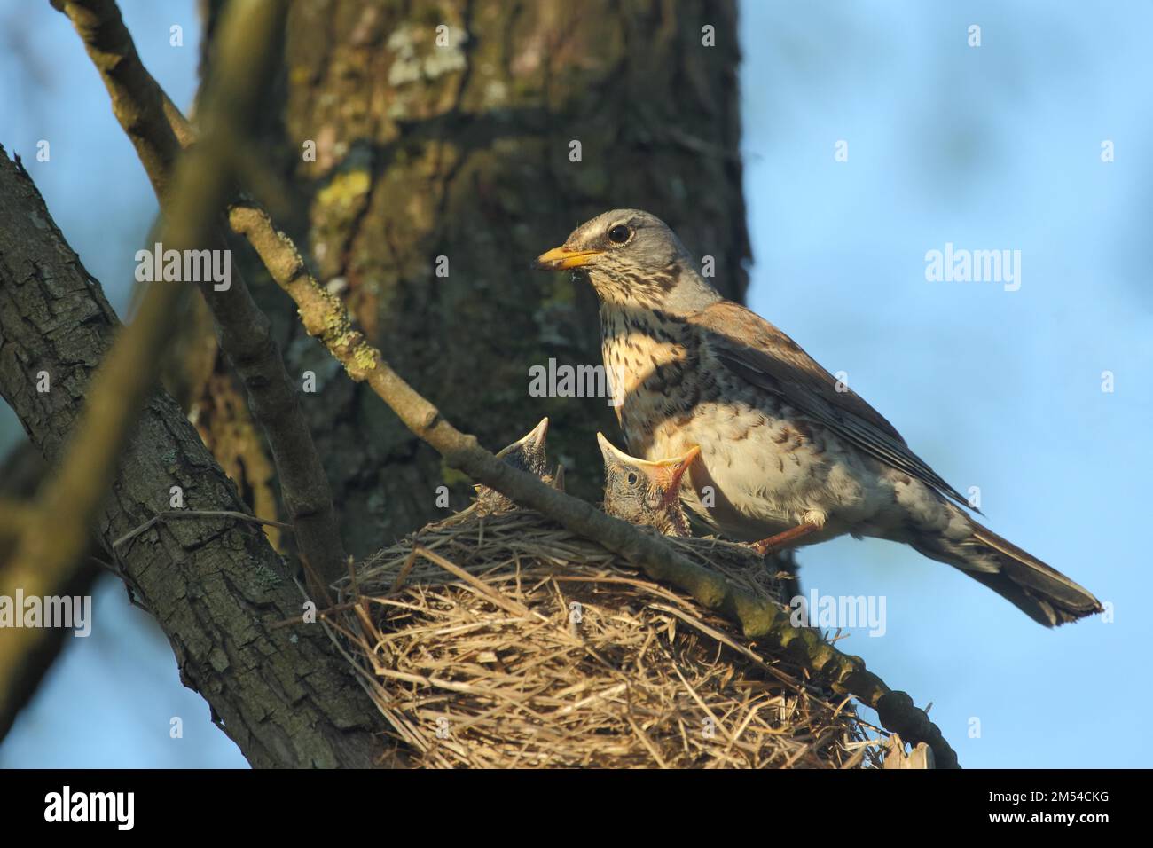 Fieldfare (Turdus pilaris), nest, young, beak, open, out, looking ...