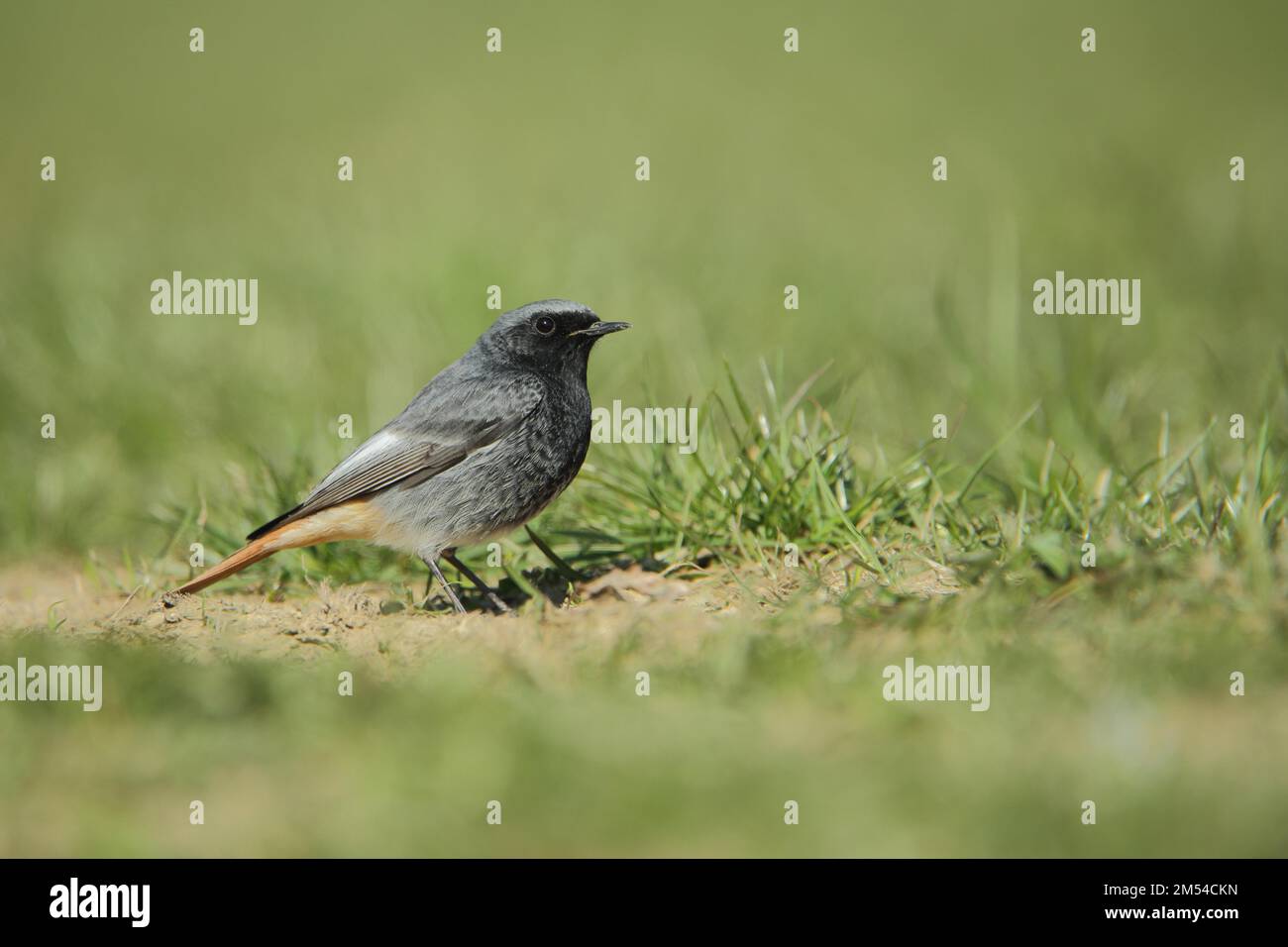 Black Redstart (Phoenicurus ochruros), male, ground, Idstein, Taunus ...
