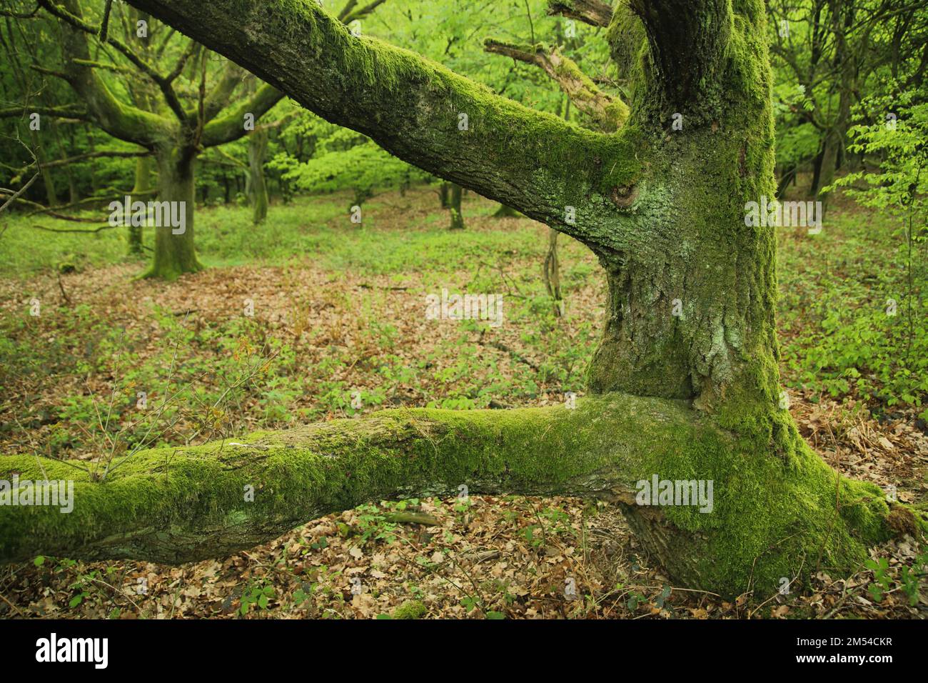 Sessile oak (Quercus petraea), oak trunk, tree trunk, moss, branch ...