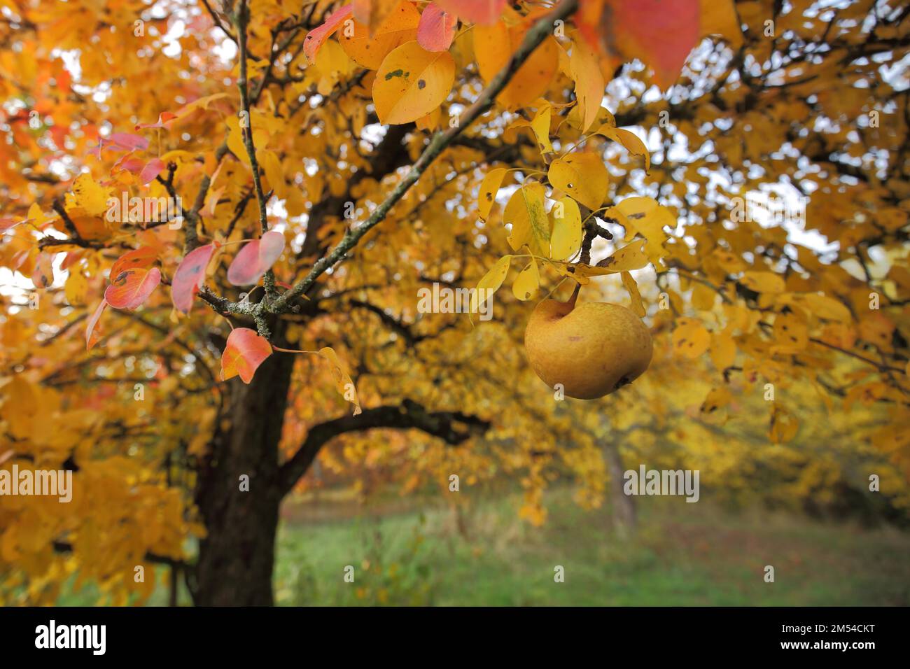 European pear (Pyrus communis) with ripe fruit in autumn on tree ...