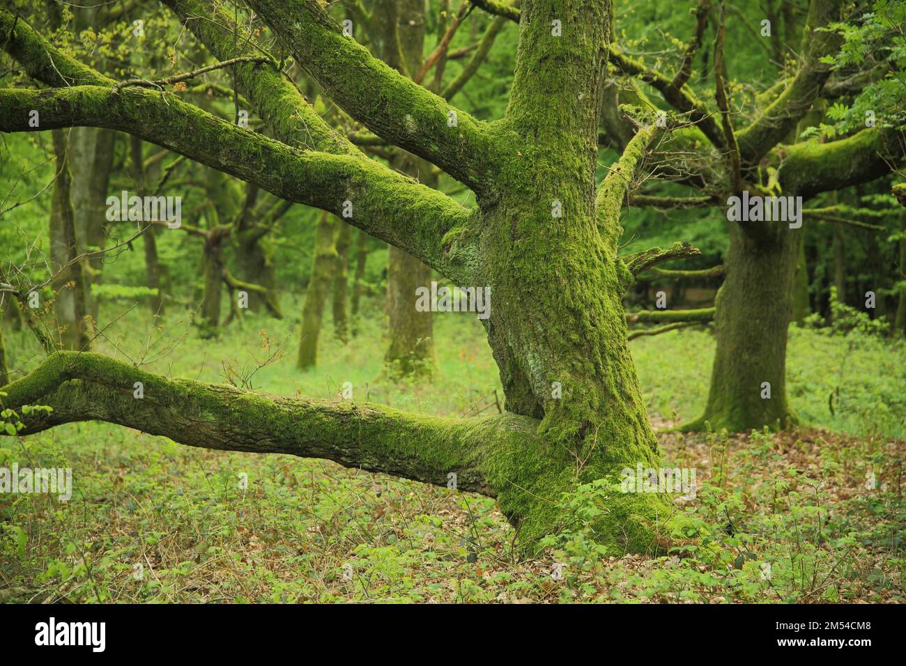 Sessile Oak (Quercus petraea), gnarled, bizarre, quaint, oak trunk ...