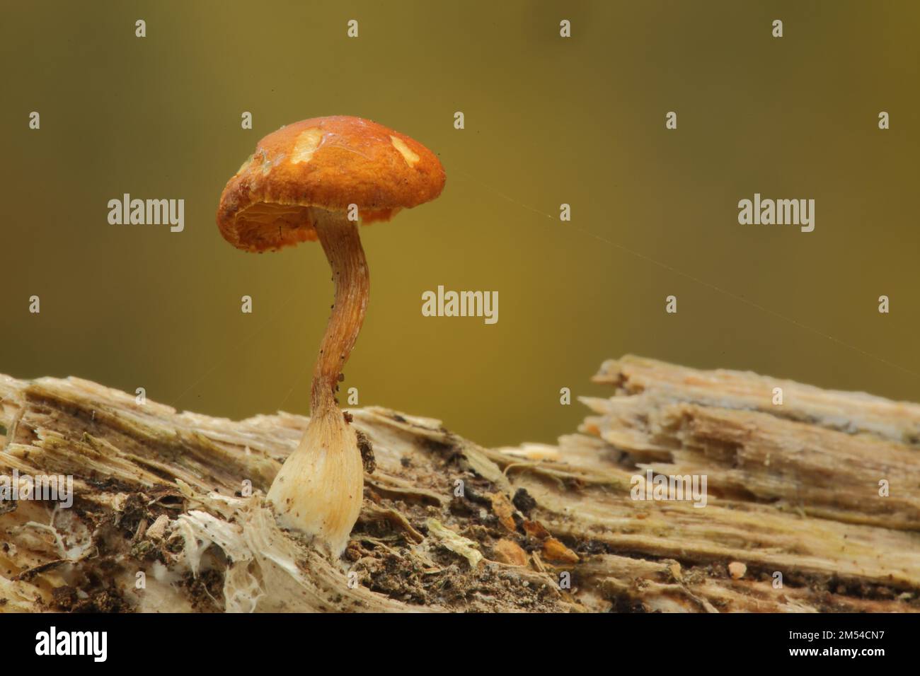 Young orange fox roughhead (Cortinarius orellanus) on deadwood, curved ...