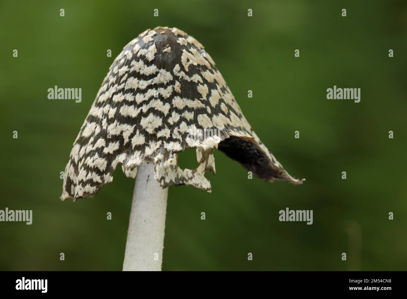 Cap of coprinopsis picacea (Coprinus picaceus), mushroom cap, detail ...