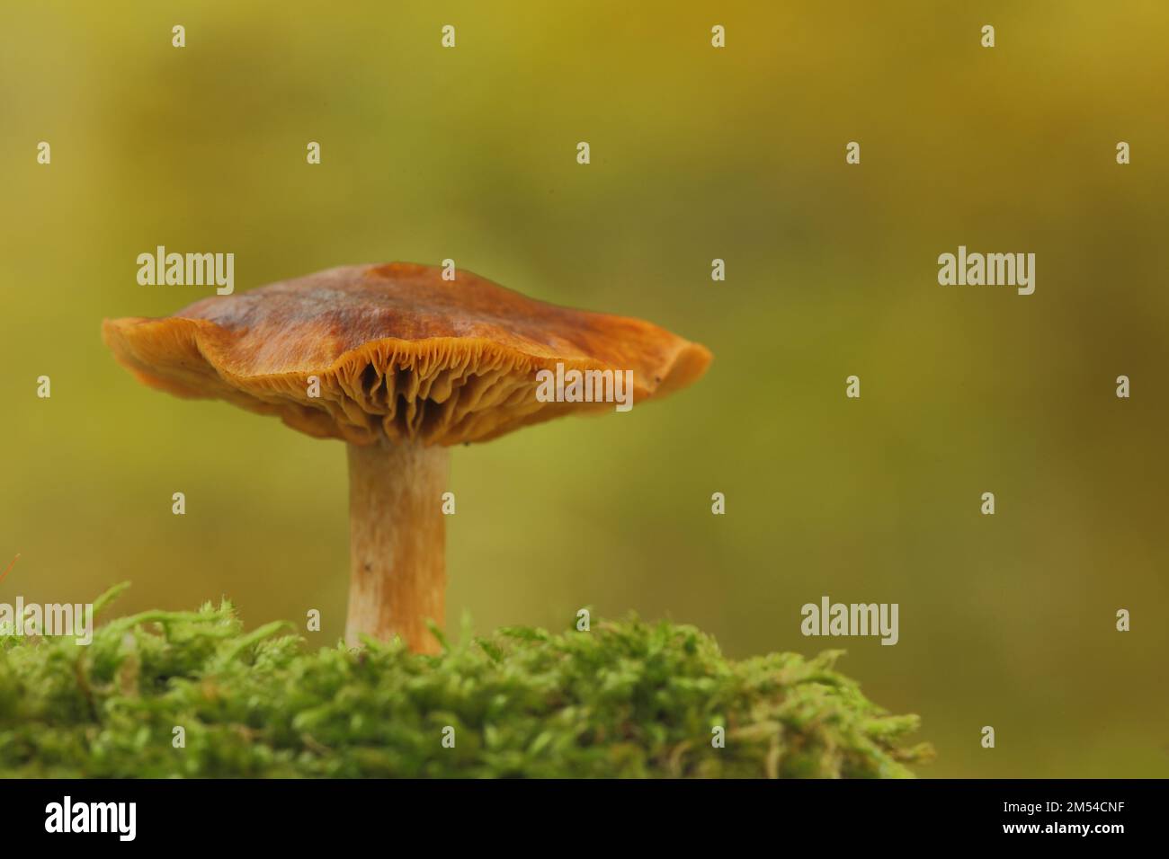 Orange-foxed roughhead (Cortinarius orellanus) in moss, lamellae ...