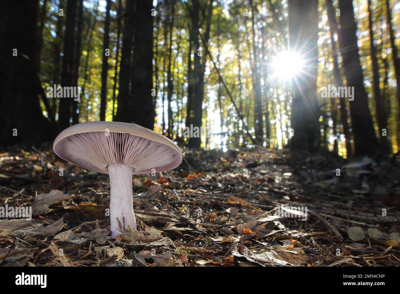 Pale blue red knapweed (Lepista glaucocana) backlit, sunbeams ...