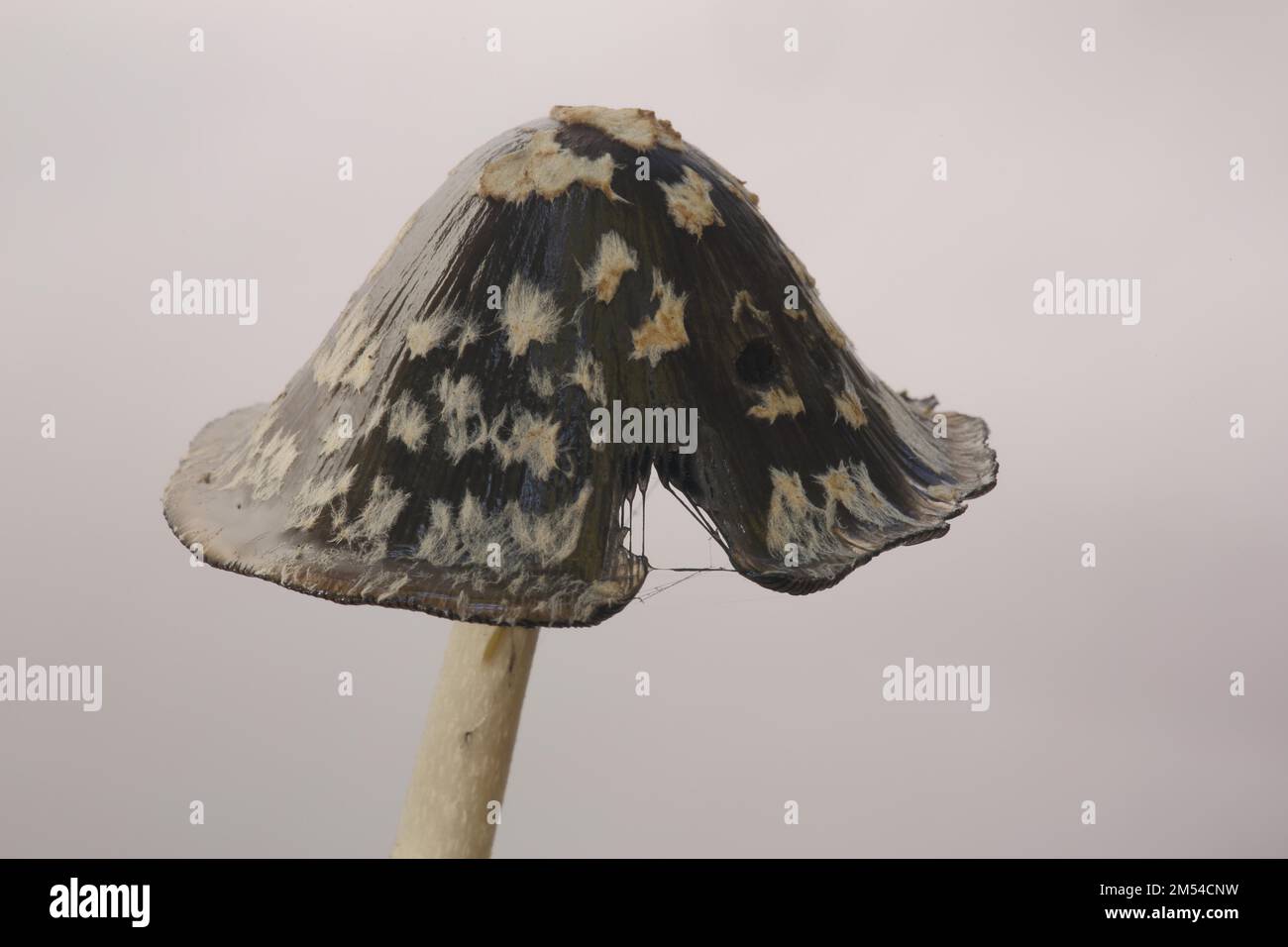 Cap of coprinopsis picacea (Coprinus picaceus), mushroom cap, exemplar ...