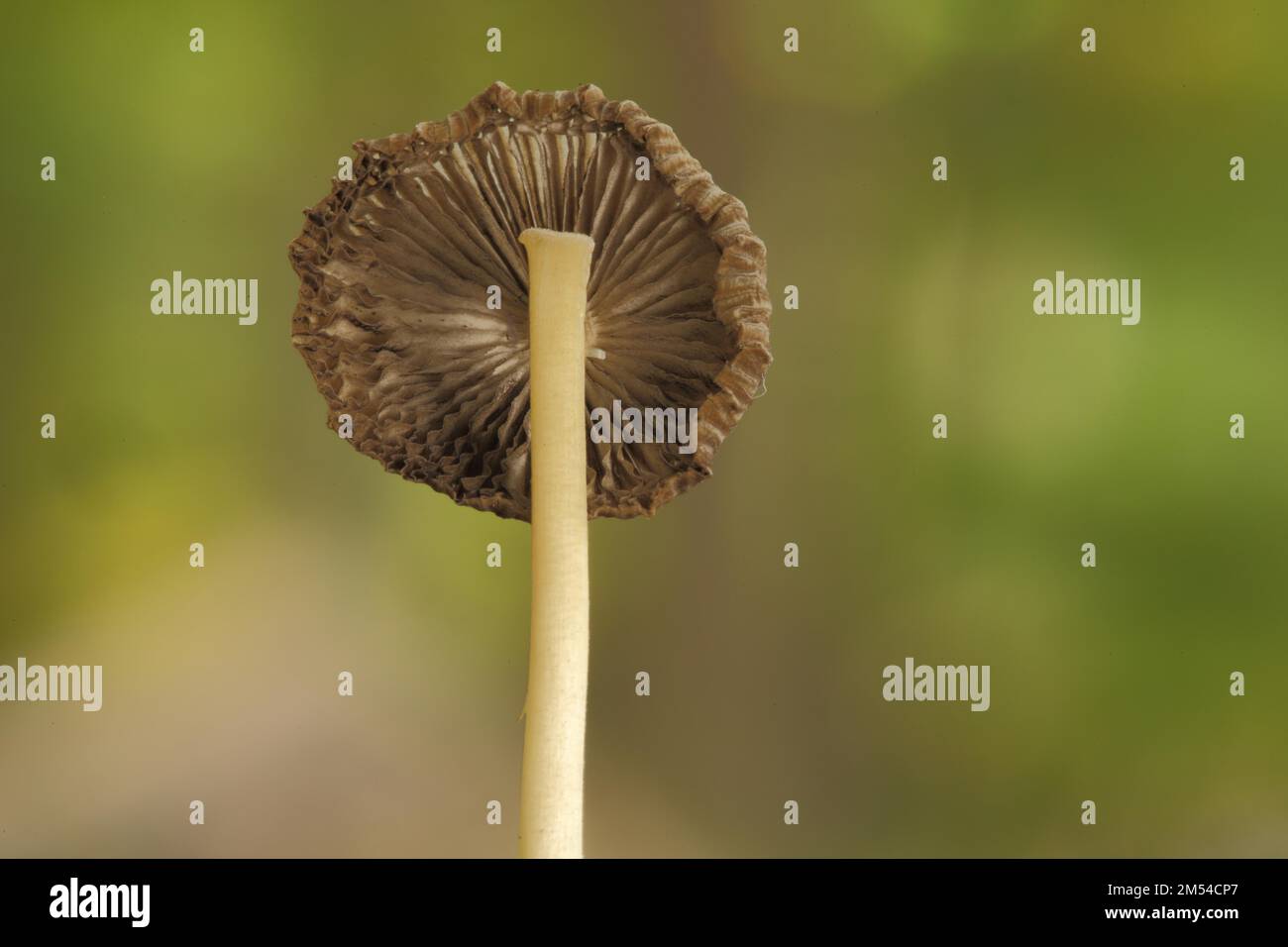 German stem hi-res stock photography and images - Alamy