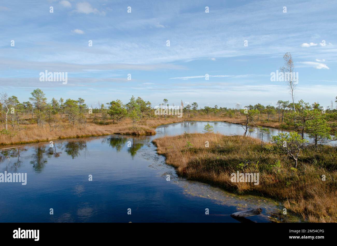 A swamp in a beautiful landscape with trees reflected in the water ...