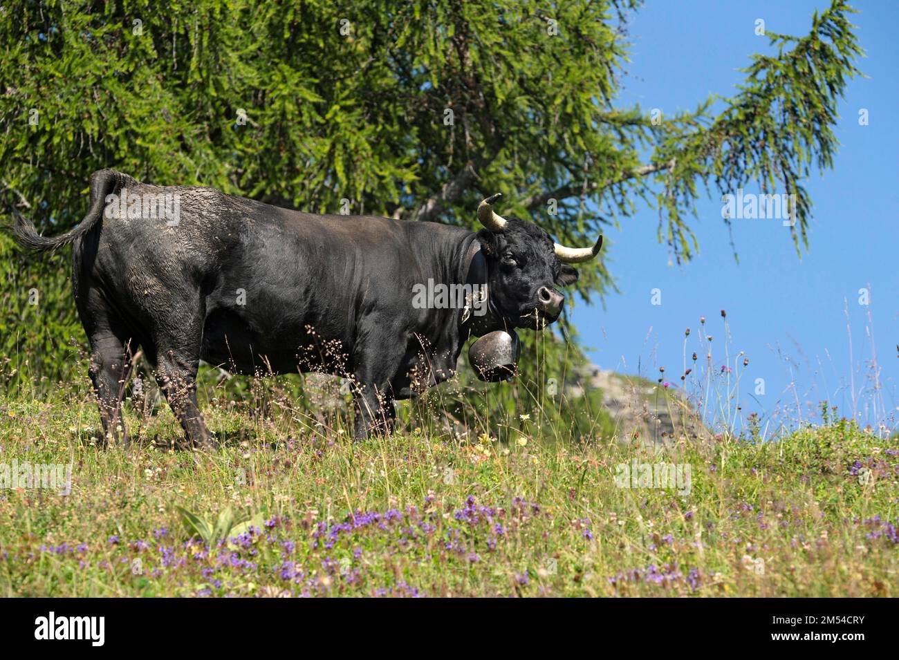 Eringer cow summering on the alp Odonne near Ovronnaz, Valais ...