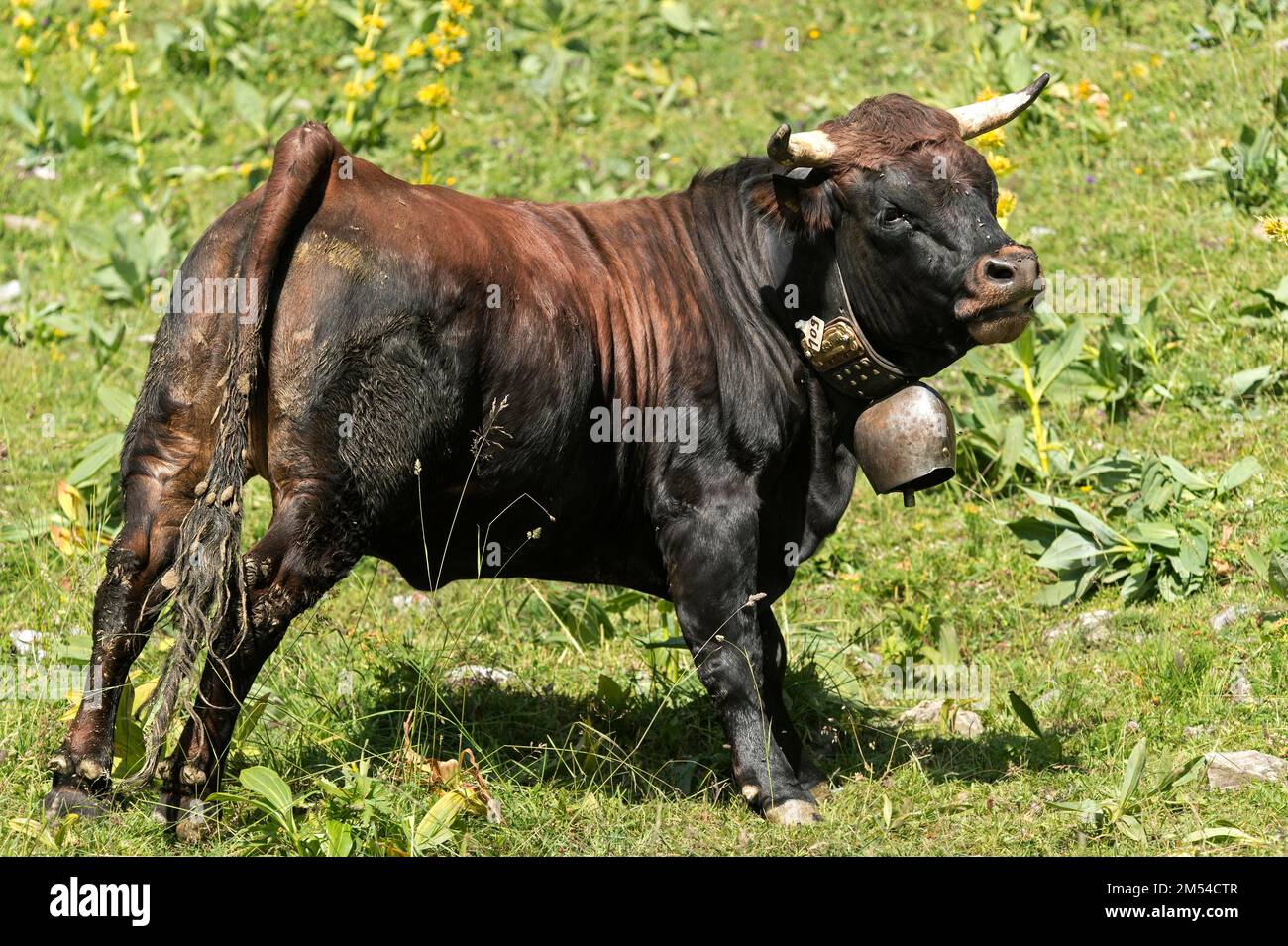 Eringer calf with cowbell on a mountain pasture Odonne near Ovronnaz ...