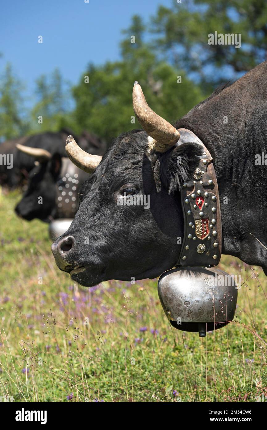 Animal portrait, Eringer cow with cowbell, Valais, Switzerland, Black ...