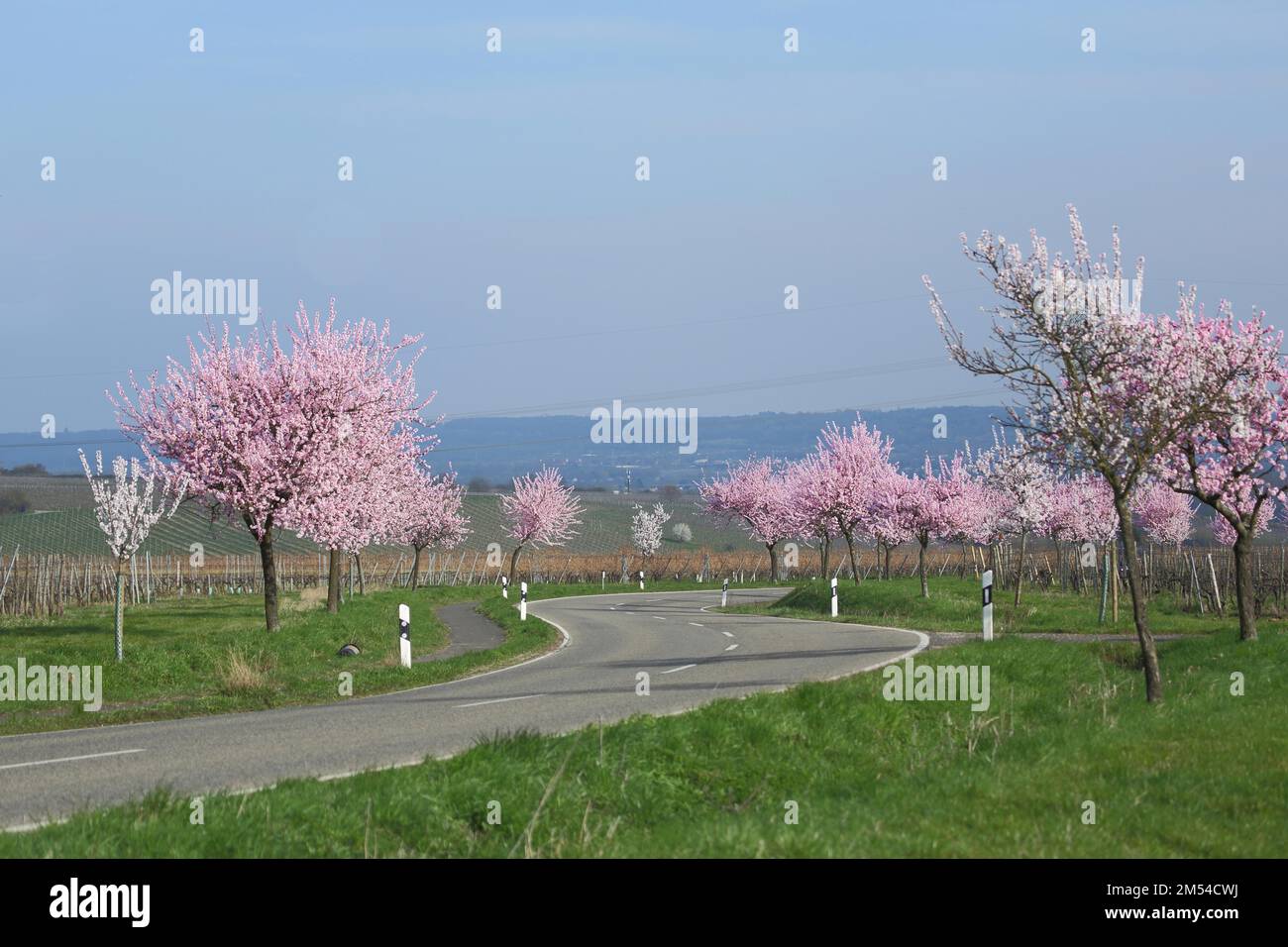 Road through flowering tree avenue of almond tree (Prunus dulcis), road ...