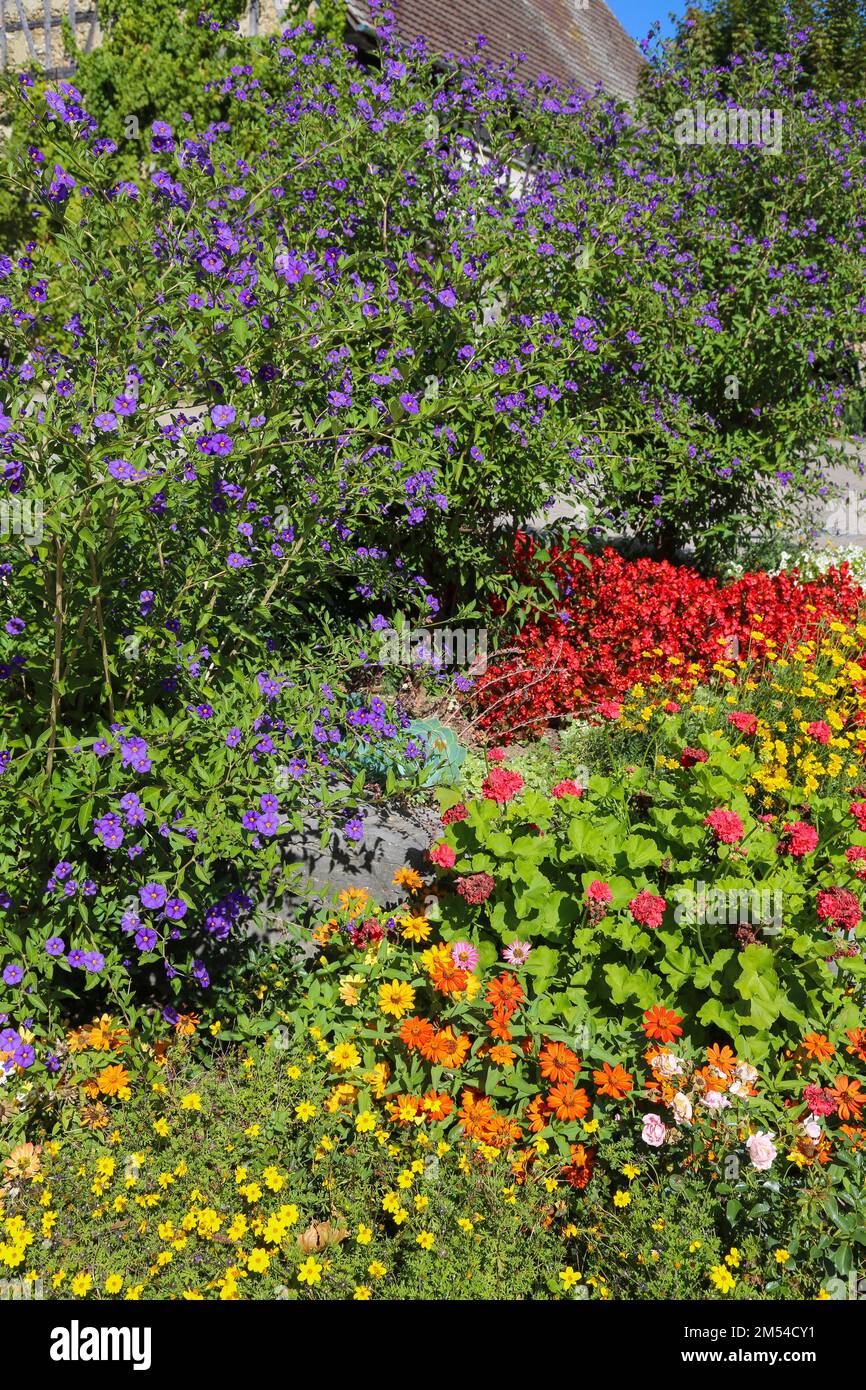 Flowerbed on the main road, flower-bed, marigold (Calendula officinalis ...