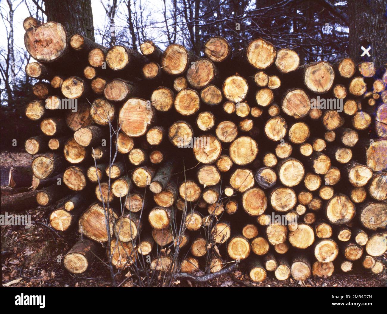 Sauerland. Iserlohn. Timber felling. ca. 1988 Stock Photo - Alamy