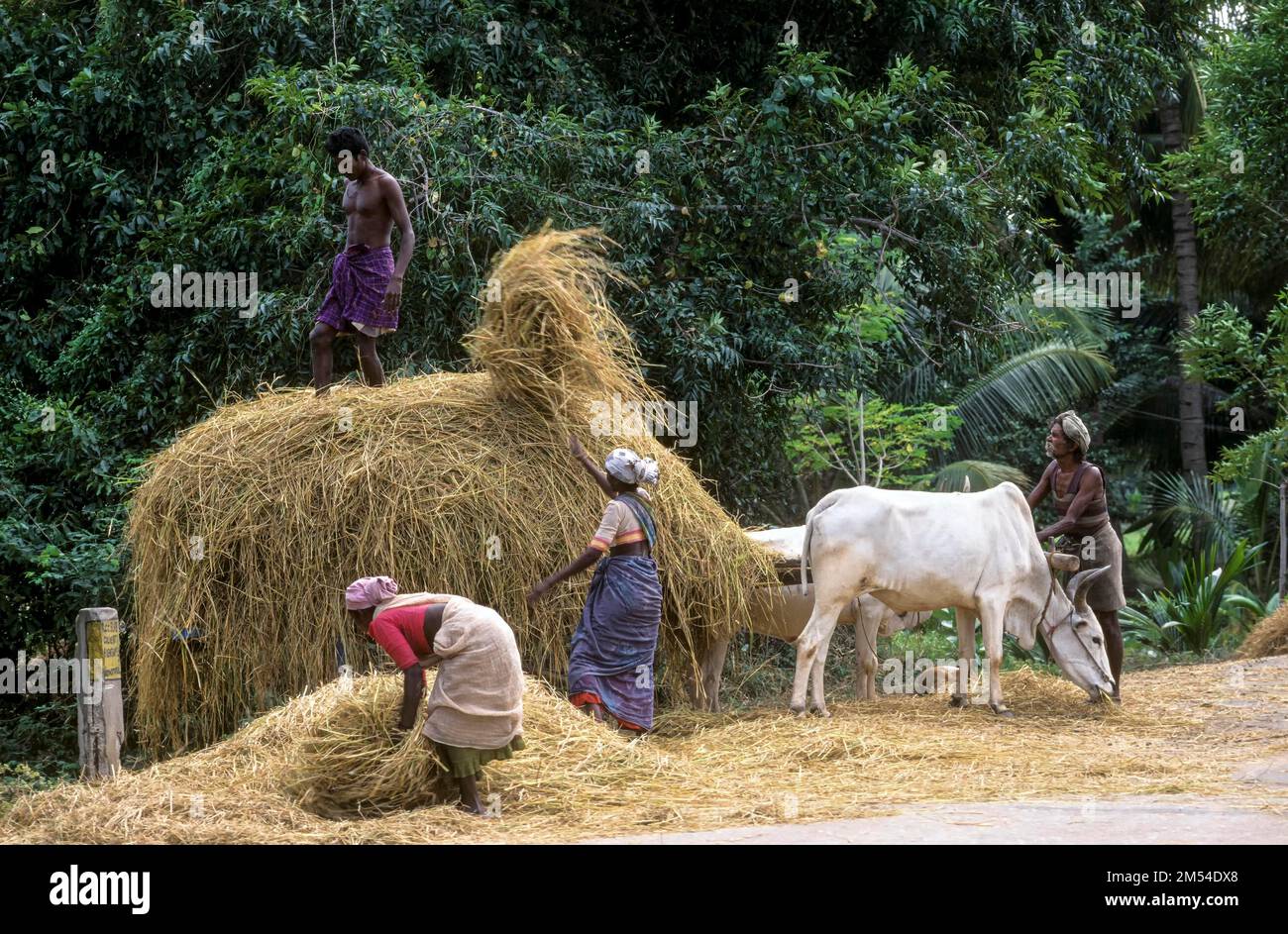 Farmers loading rice sheaves on a bullock cart, Tamil Nadu, South India ...