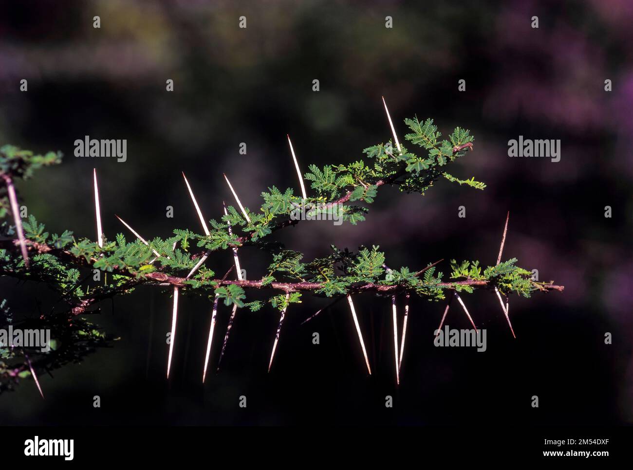 Medicinal plants Gum arabic tree (Vachellia nilotica) (Acacia arabica ...