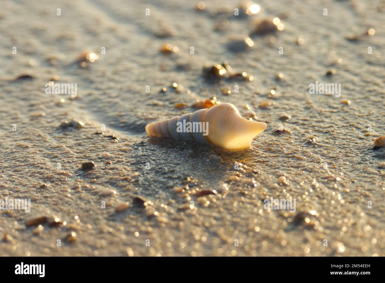 Seashell on beach Stock Photo - Alamy