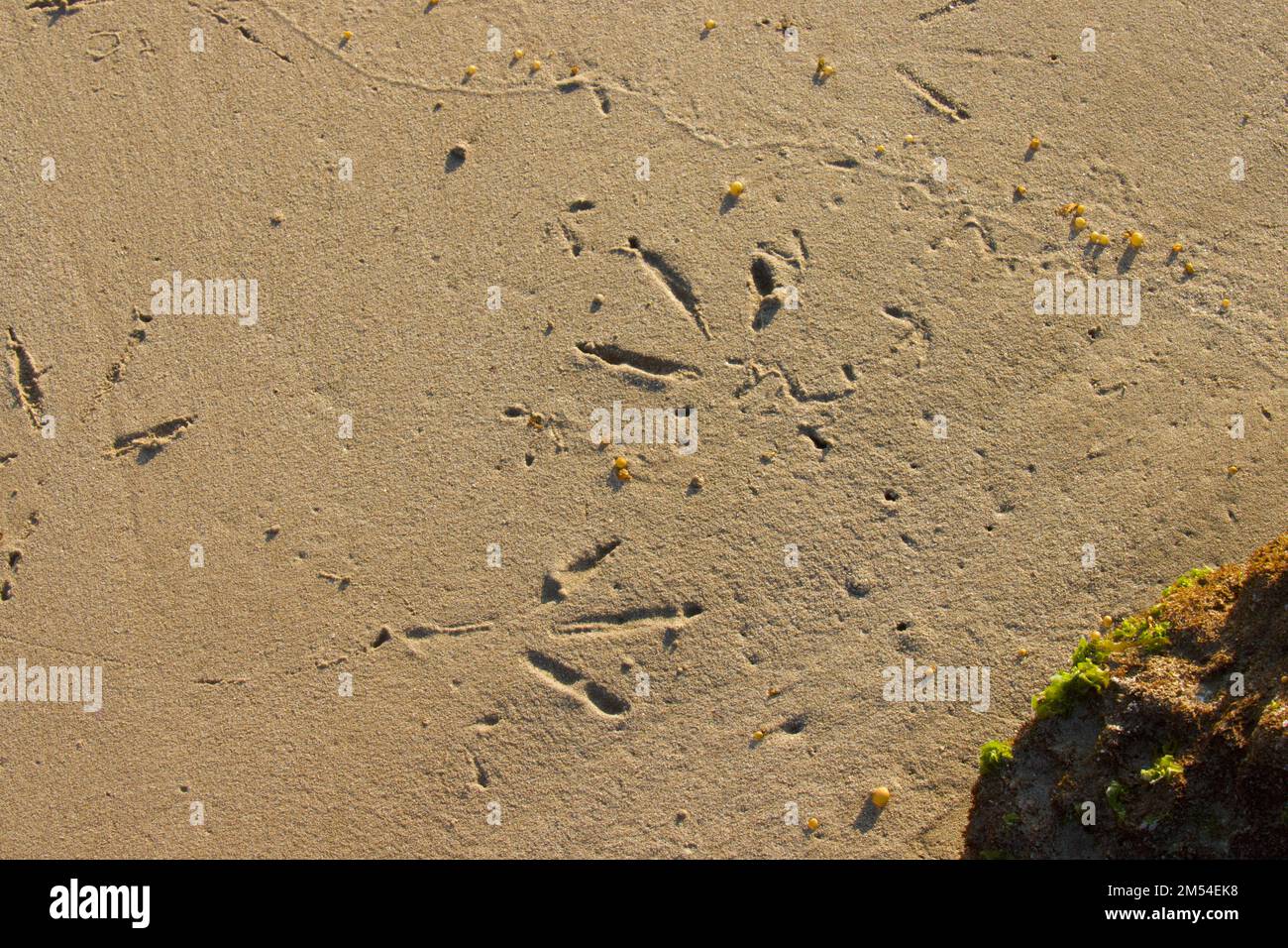 Bird footprints in sand on the beach Stock Photo - Alamy