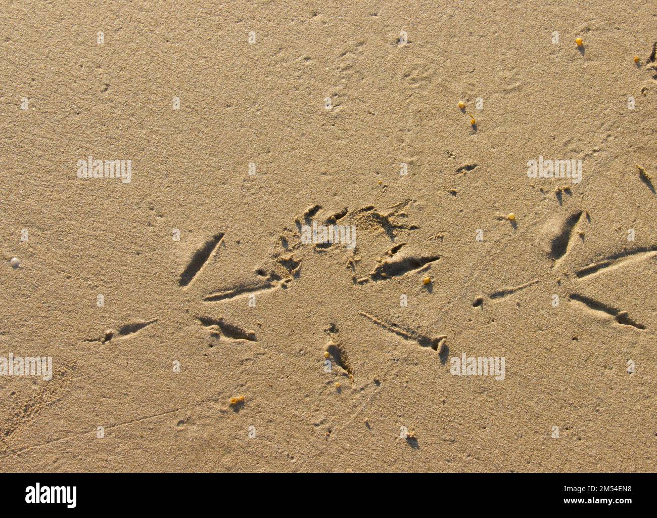 Bird footprints in sand on the beach Stock Photo - Alamy