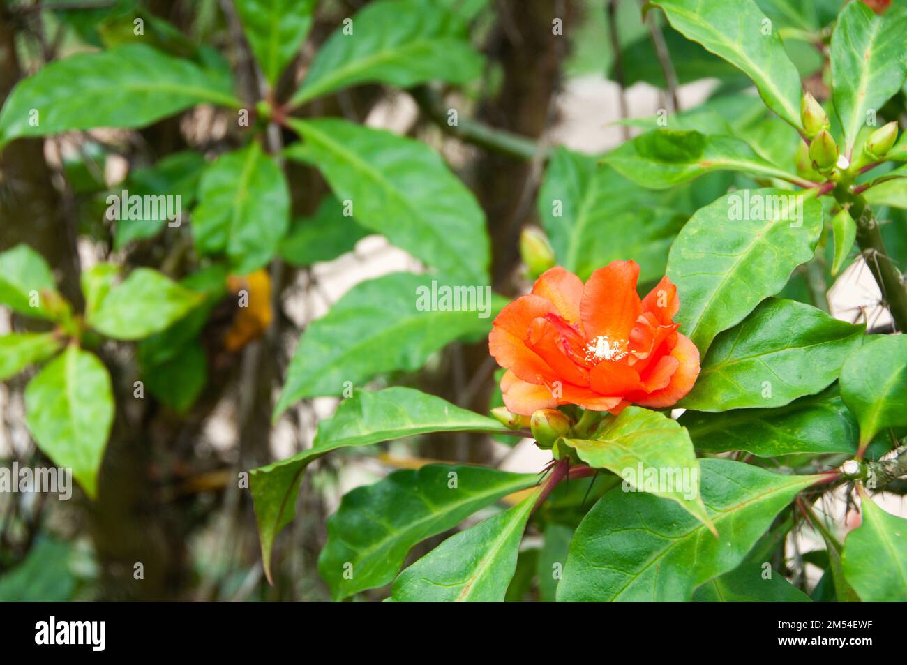 Rare red and orange color flower with nature background. Nature concept ...
