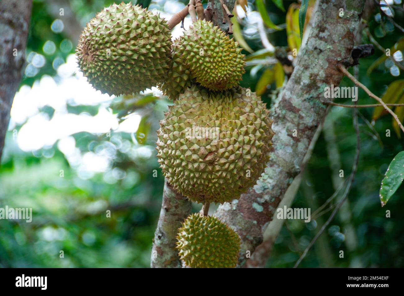 During fruits hanging of a tree. Asian food concept Stock Photo - Alamy