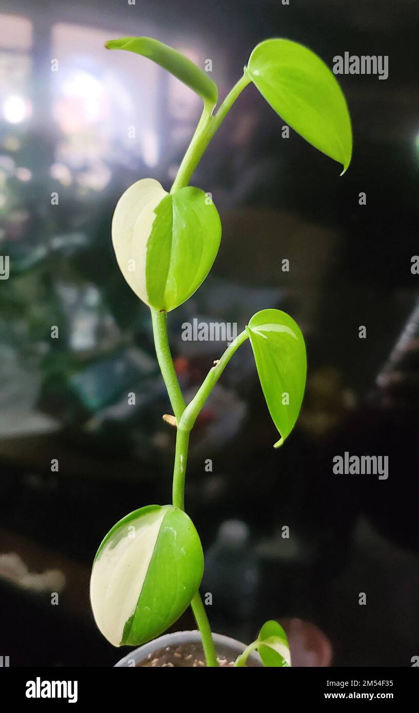 Tiny variegated leaves of Scindapsus Blue Albo, a rare tropical plant ...