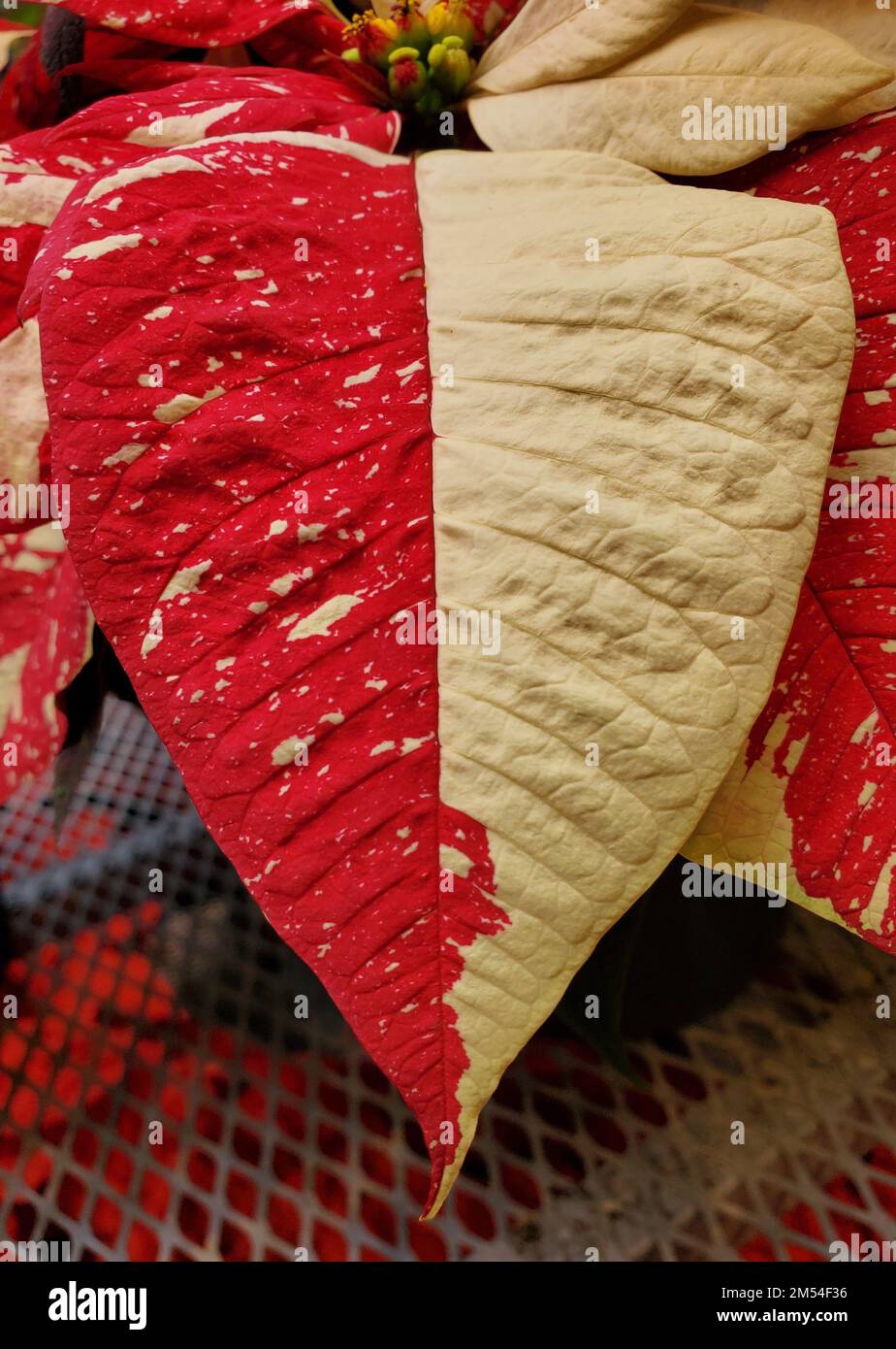 Beautiful red and white half-moon leaf of Red Marbled Poinsettia plant ...