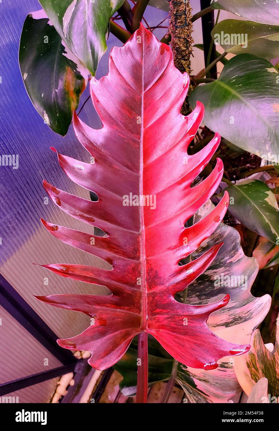 Stunning deep red color and variegated leaf of Philodendron Caramel ...