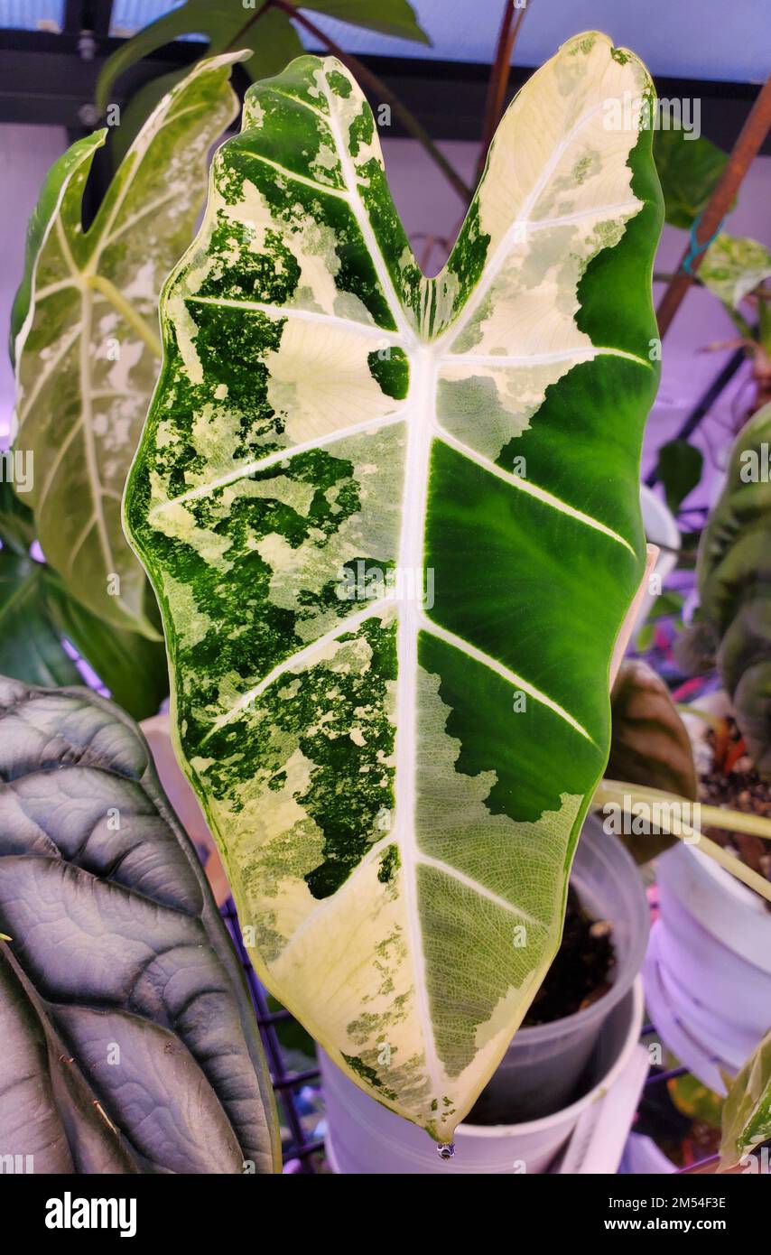Stunning white and green marbled leaf of Alocasia Frydek variegated ...