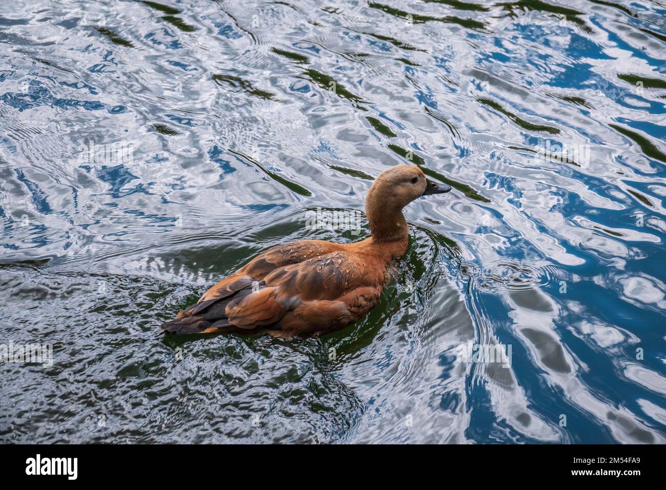 Ruddy Shelduck, or red duck, lat. Tadorna ferruginea, swimming on a ...