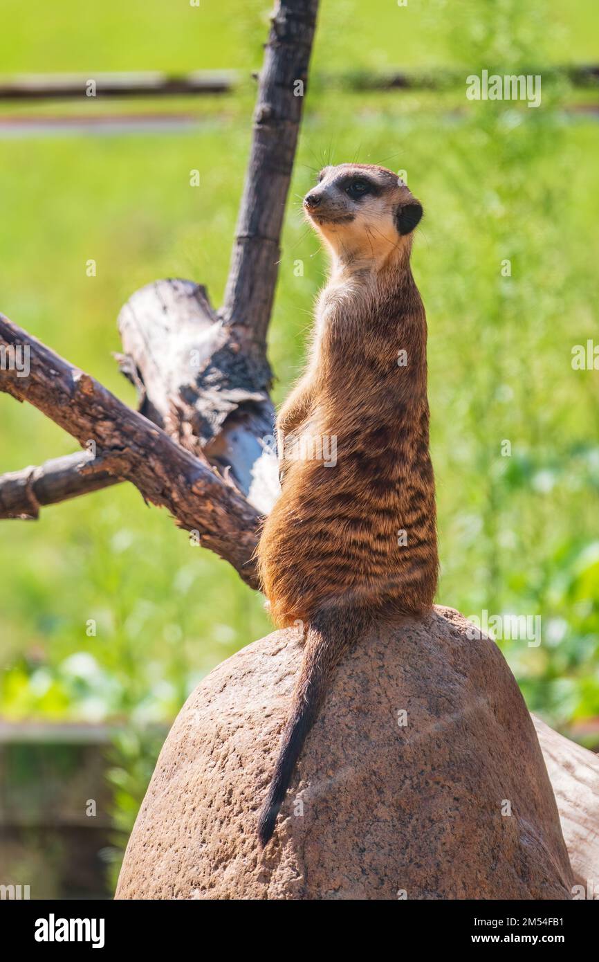 Meerkat ,Suricata suricatta, on hind legs. Portrait of meerkat standing ...