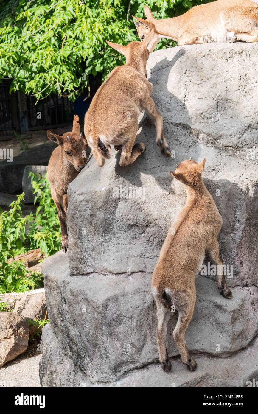 Markhor goatlings jump on the rocks. Markhor, Capra falconeri, wild ...
