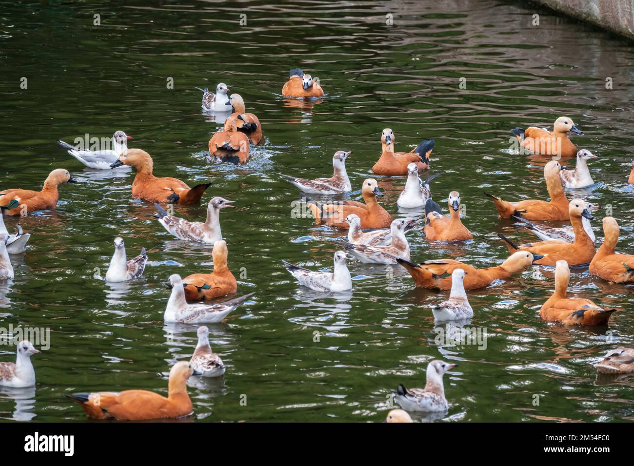 Ducks wading in shallow sea hi-res stock photography and images - Alamy