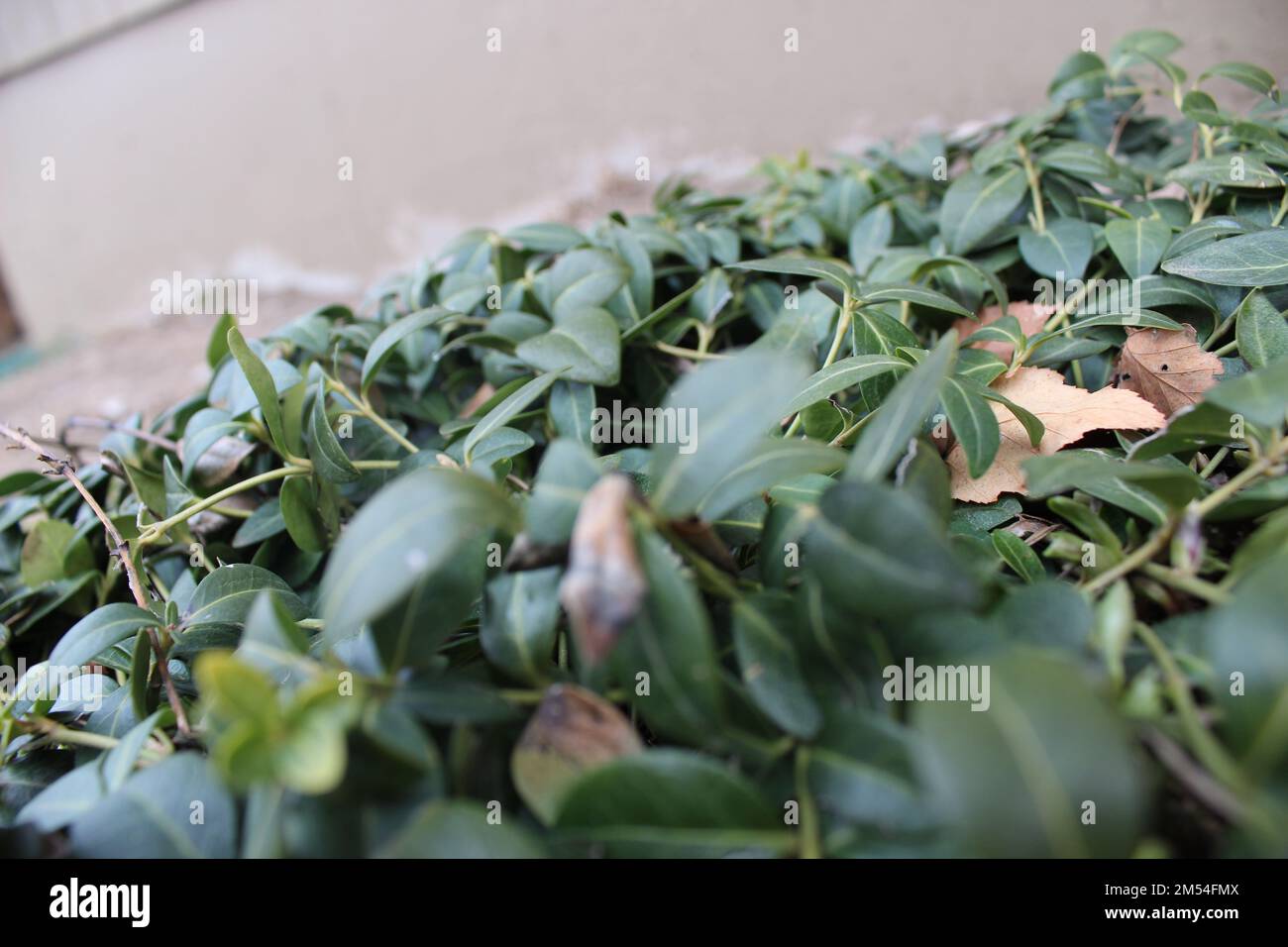 Ground vines hi-res stock photography and images - Alamy