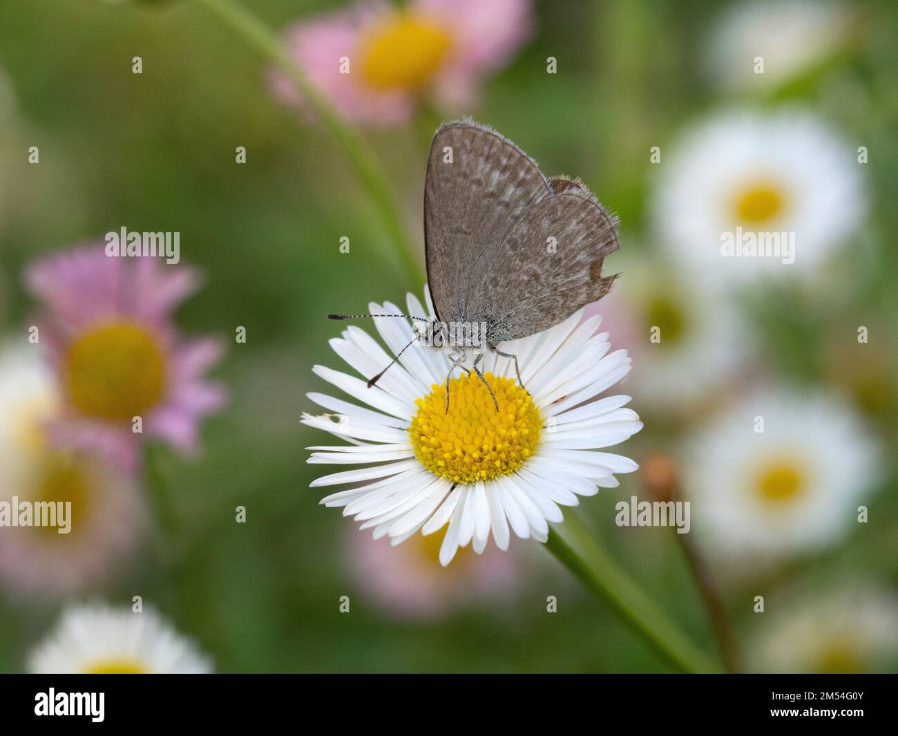 Common grass blue butterfly on daisy flower Stock Photo - Alamy