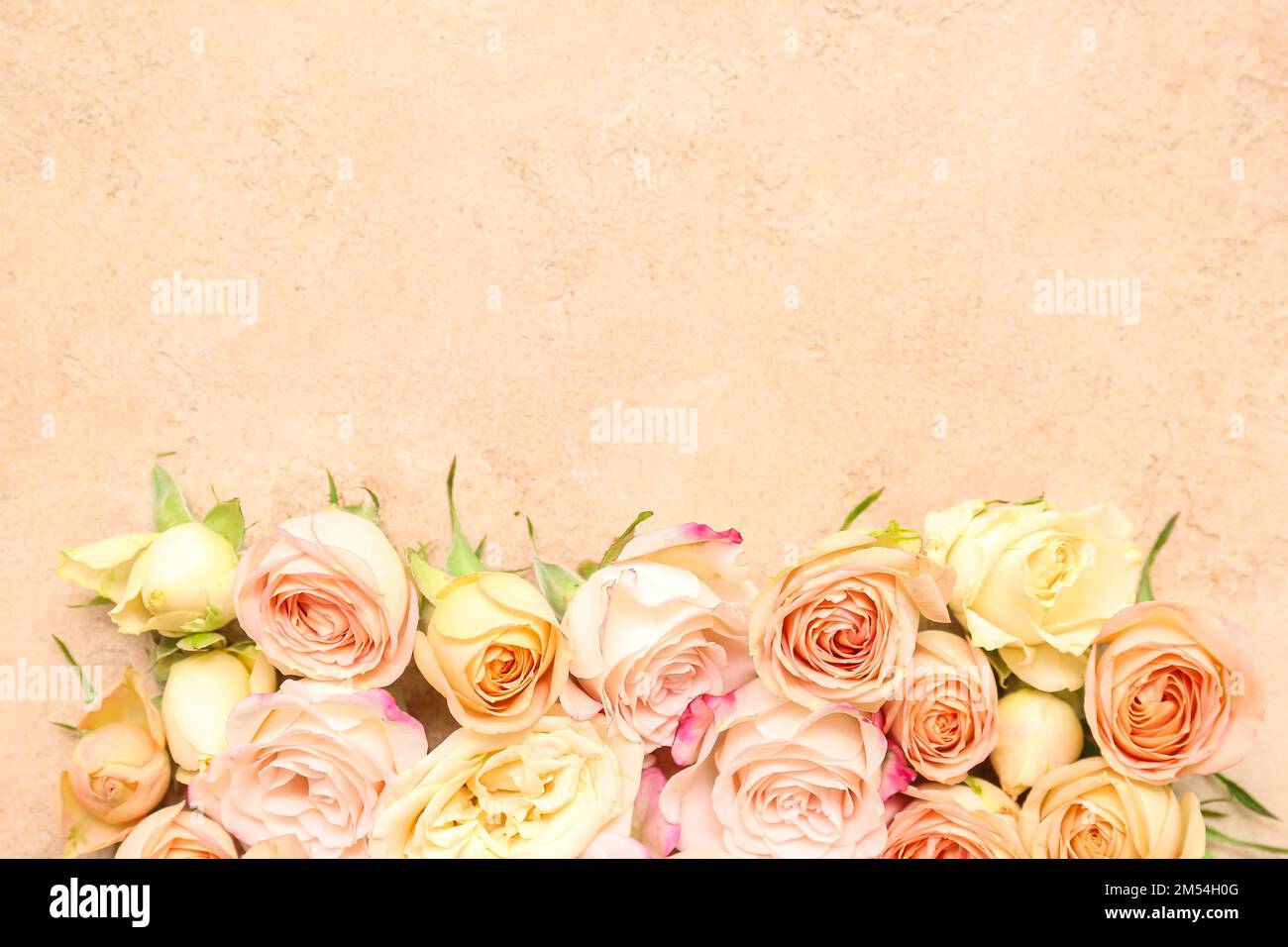 Composition with beautiful rose flowers on color background Stock Photo ...