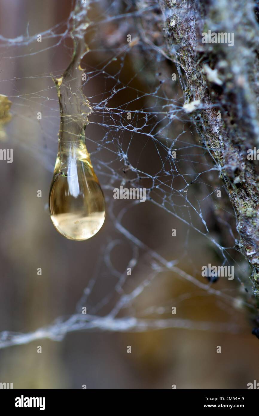 Resin drops with spider web in the forest Stock Photo - Alamy