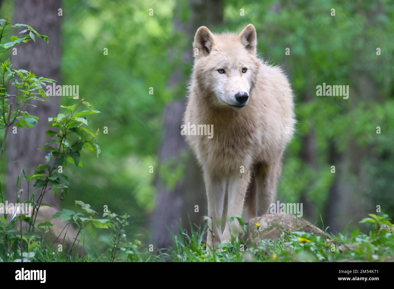 A majestic Arctic wolf in an evergreen forest Stock Photo - Alamy